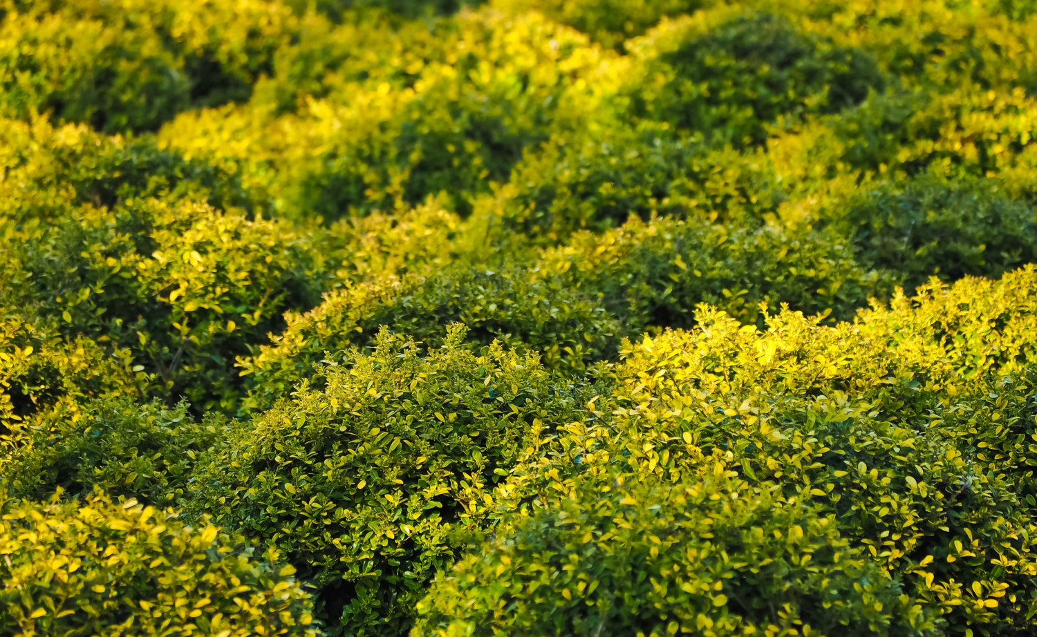 Rasadnik - Vrtni Centar Viškovo